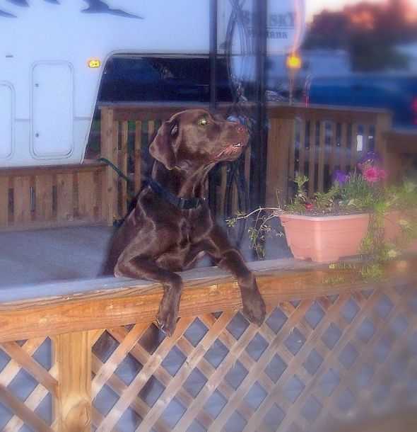 My Chocolate Labrador's Bad Eating and Other Dog Habits - HubPages