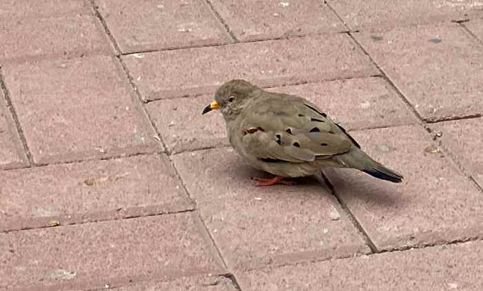 Common Birds of Lima, Peru - HubPages