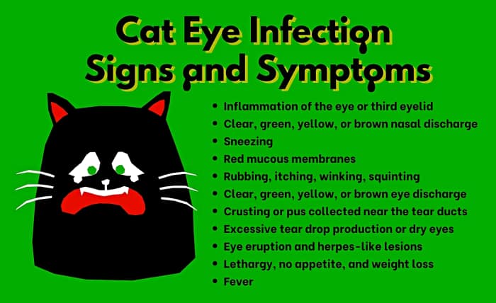 Home Remedies for Cat Eye Problems - HubPages