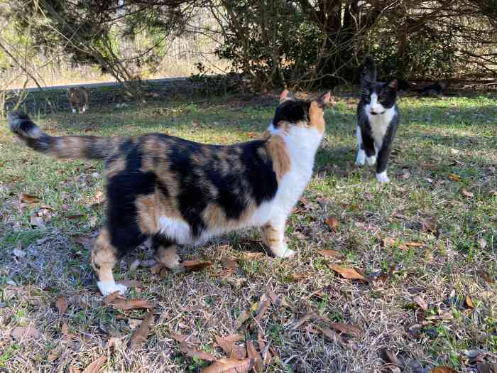 Tailless Wonders: Manx Cats - HubPages