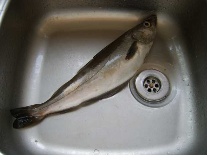 Why are Some Types of Fish Known by Different Names? - HubPages