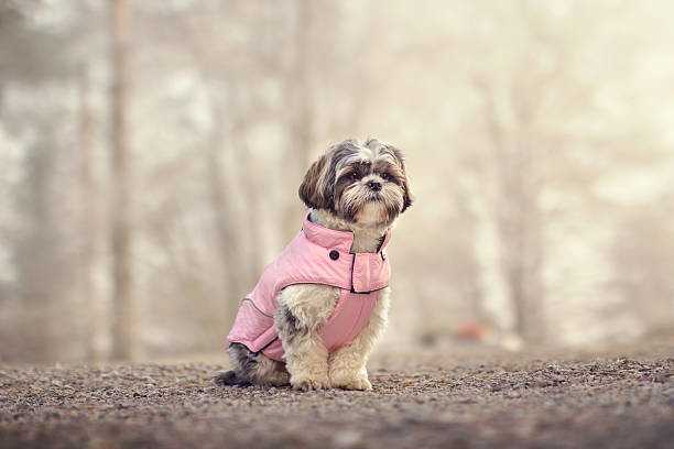 10 Best Dog Accessories Every Pet Owner Should Have - HubPages