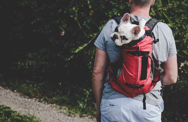 10 Best Dog Accessories Every Pet Owner Should Have - HubPages