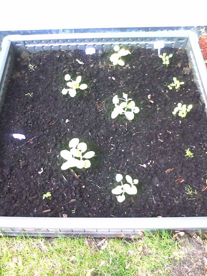 Quick Raised Vegetable Gardens for Small Spaces! - HubPages