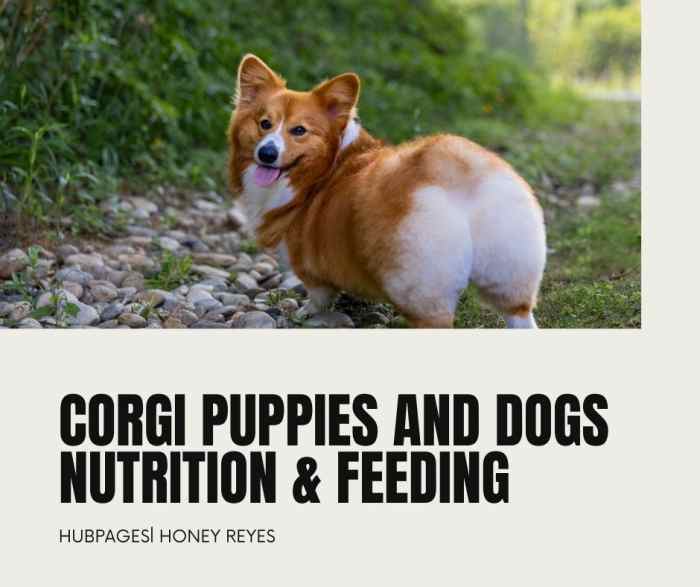 Corgi Puppies: The Complete Guide to This Adorable Breed - HubPages