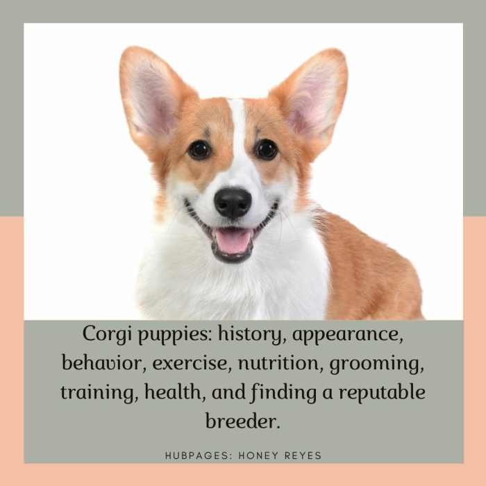 Corgi Puppies: The Complete Guide to This Adorable Breed - HubPages