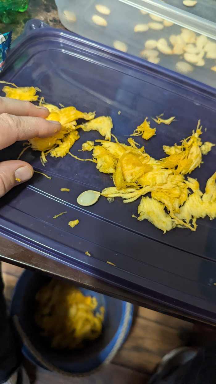 Pumpkin Seeds - Cleaning for Roasting - HubPages