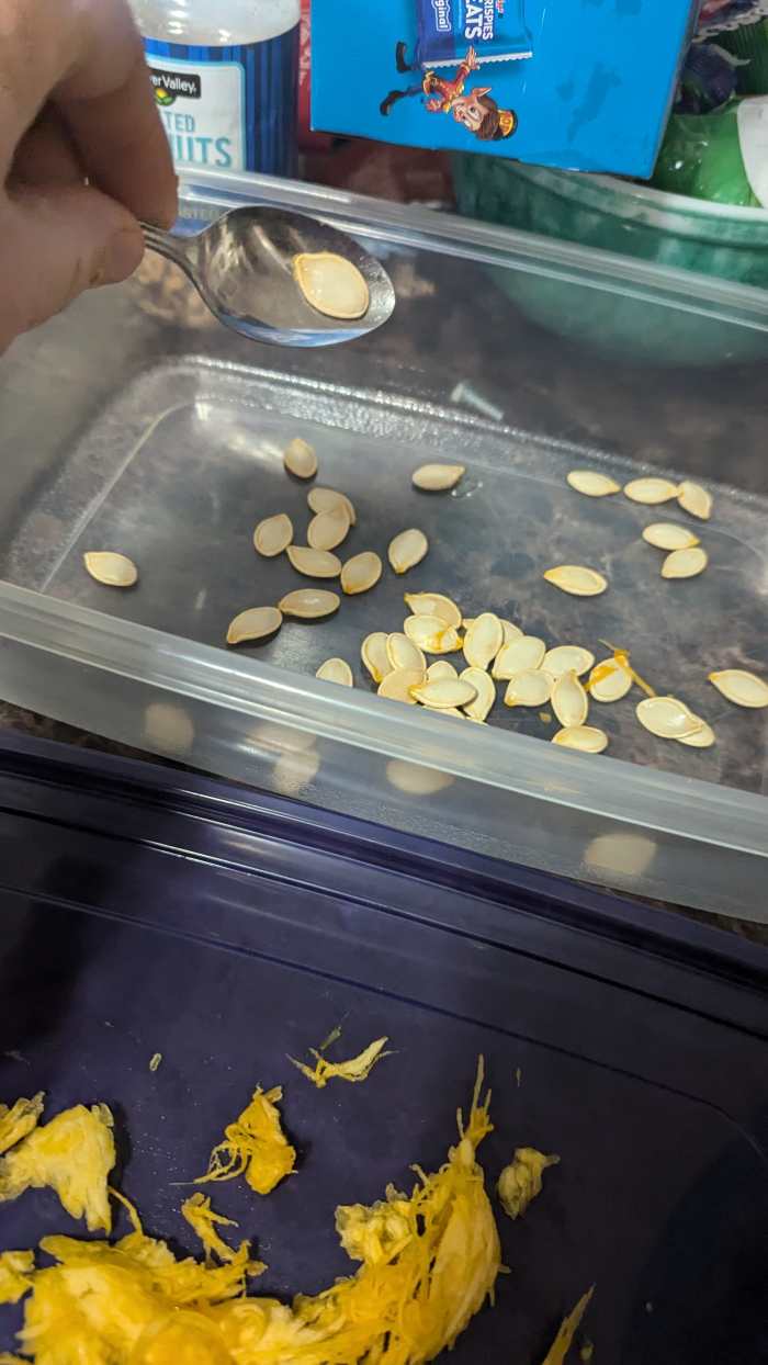 Pumpkin Seeds - Cleaning for Roasting - HubPages
