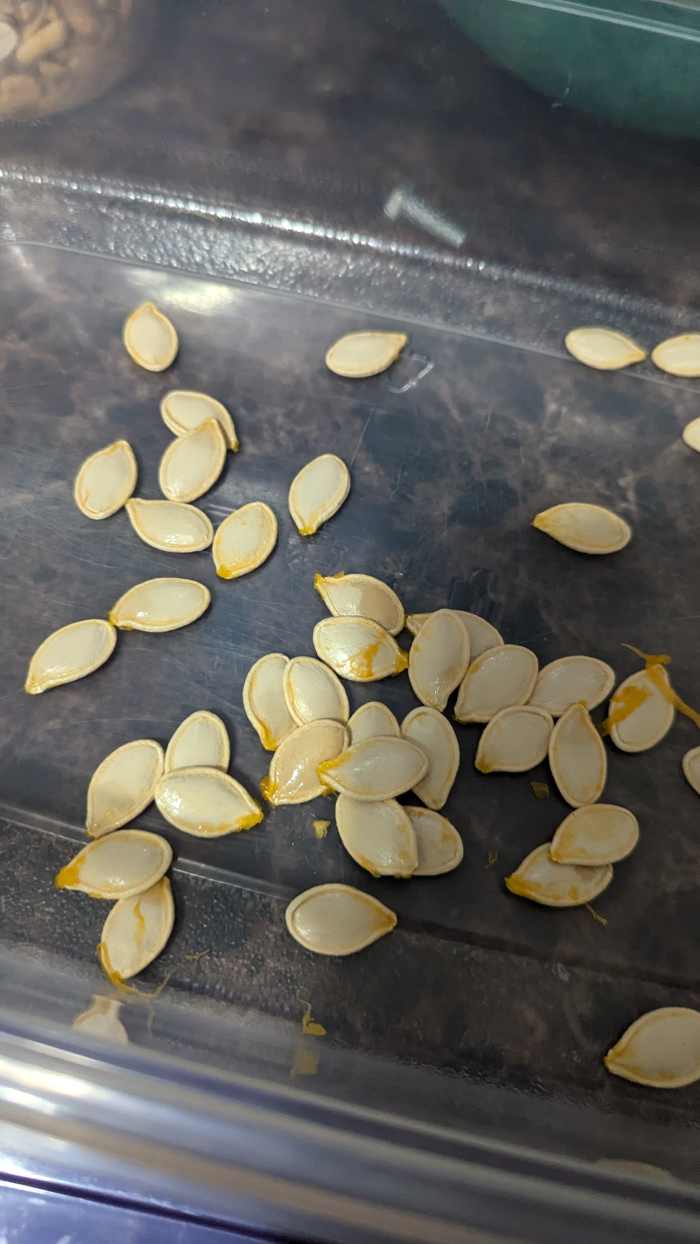 Pumpkin Seeds - Cleaning for Roasting - HubPages