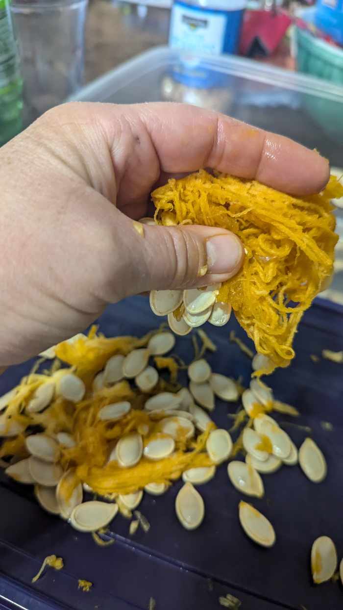 Pumpkin Seeds - Cleaning for Roasting - HubPages