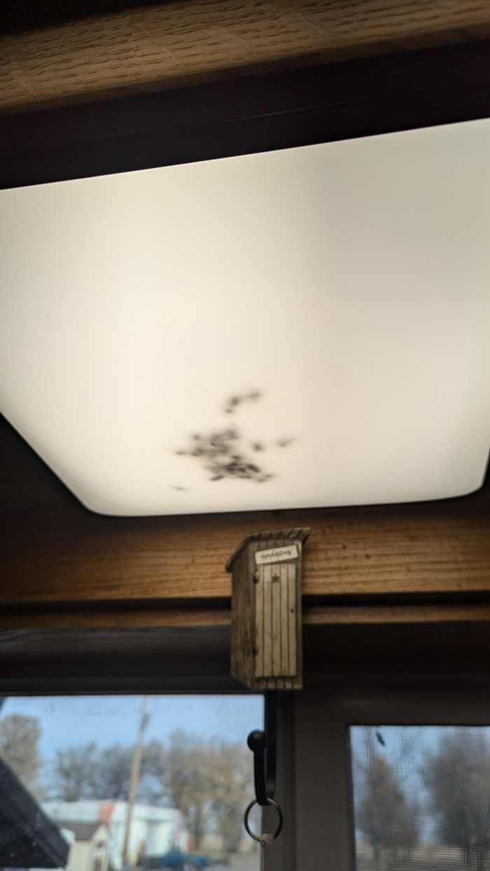 Horsepower Duck - to Nab Our Bug Infestation - HubPages