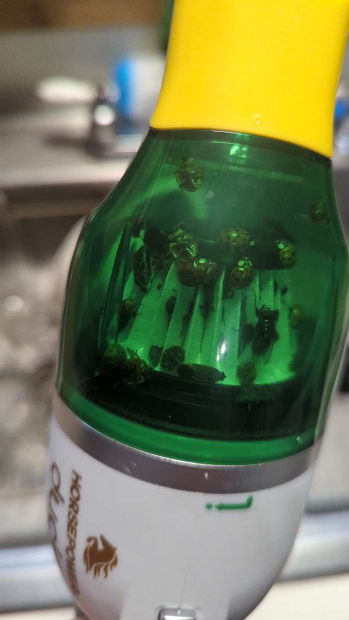 Horsepower Duck - to Nab Our Bug Infestation - HubPages