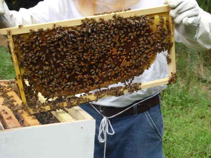 First Year Beekeeper - HubPages