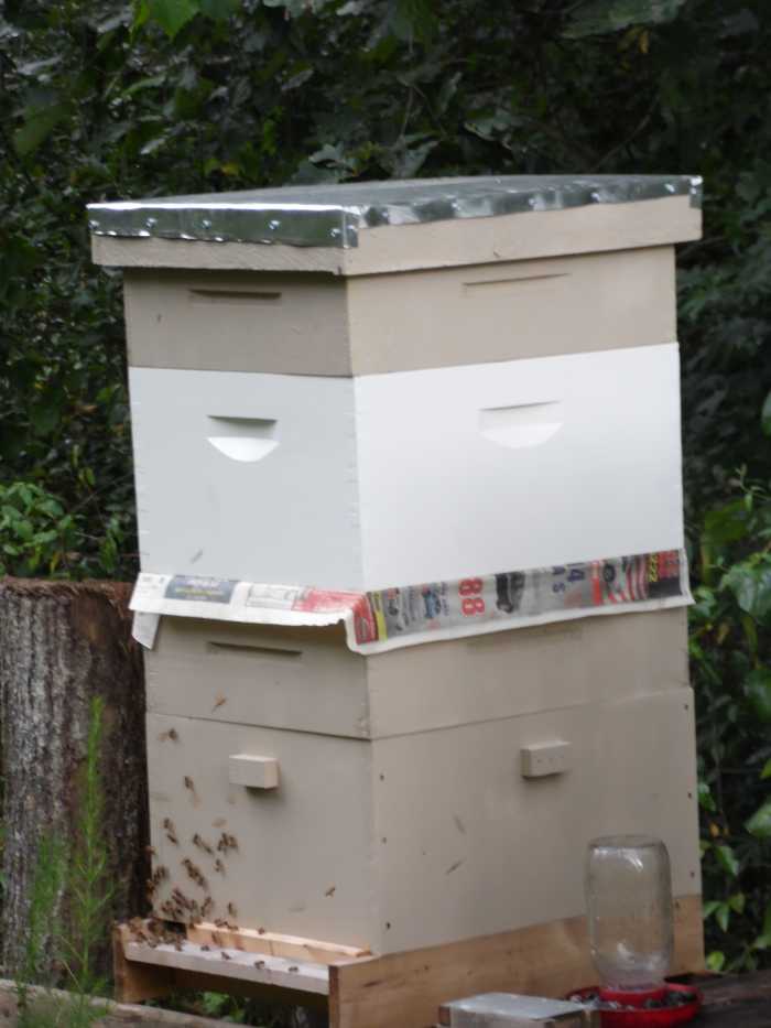 First Year Beekeeper - HubPages