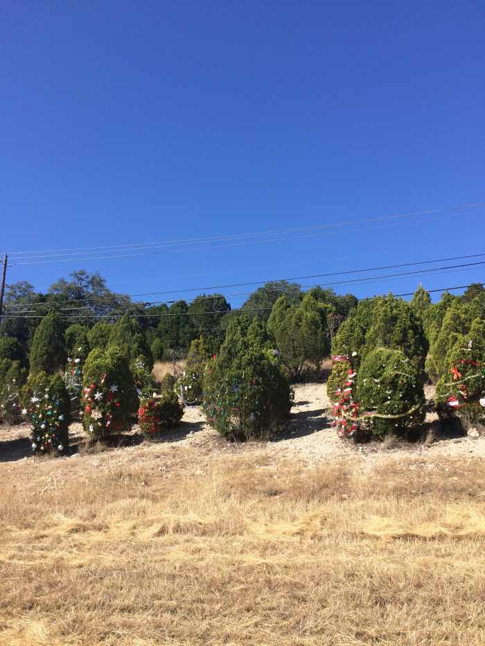 Christmas Tree Decorating in Austin, Texas - HubPages