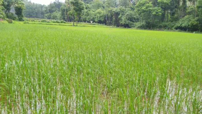 Growing Paddy for Self Sustainable Organic Harvests - HubPages
