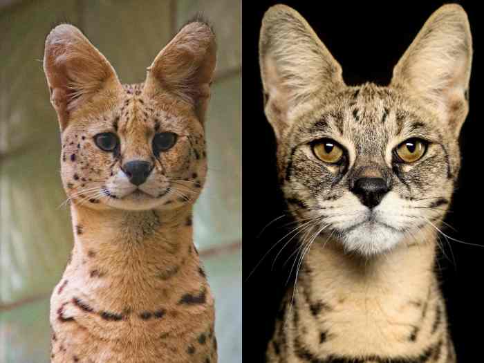 F1, F2, F3, F4, and F5 Savannah Cat Generations - HubPages