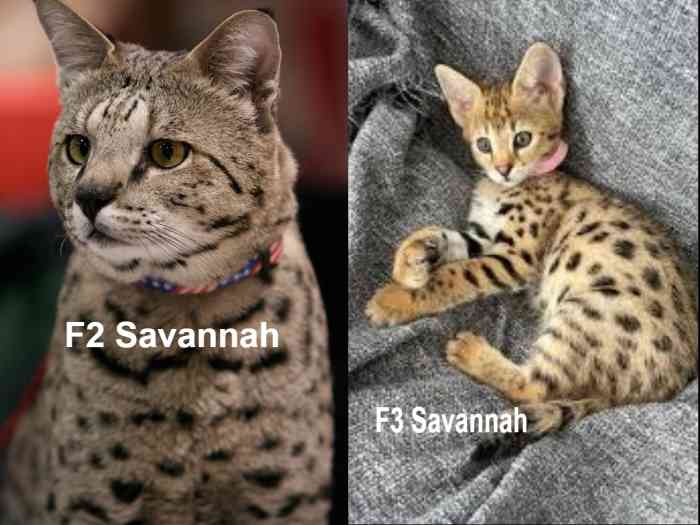 F1, F2, F3, F4, and F5 Savannah Cat Generations - HubPages