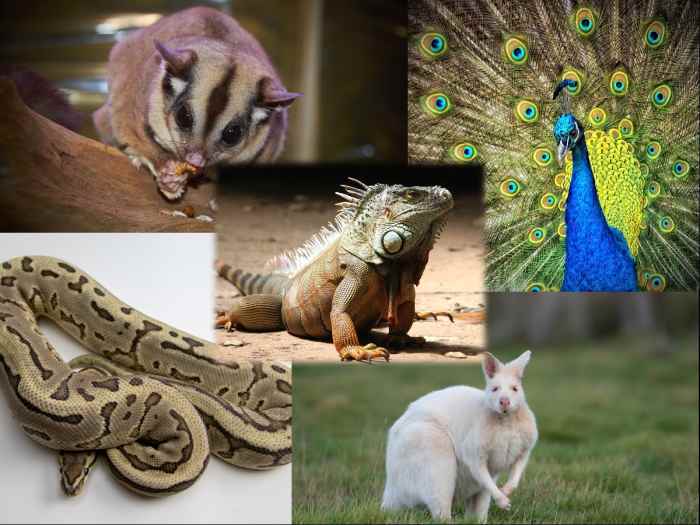 10 Legal Exotic Pets in Idaho - HubPages