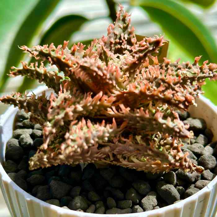 Aloe Hybrids - The Future of Gardening - HubPages