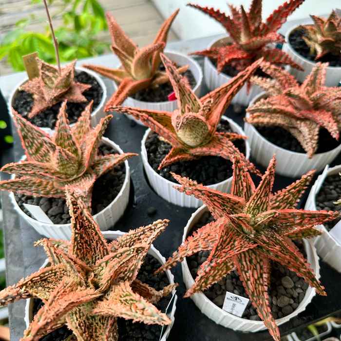 Aloe Hybrids - The Future of Gardening - HubPages