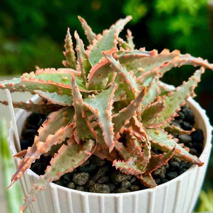 Aloe Hybrids - The Future of Gardening - HubPages