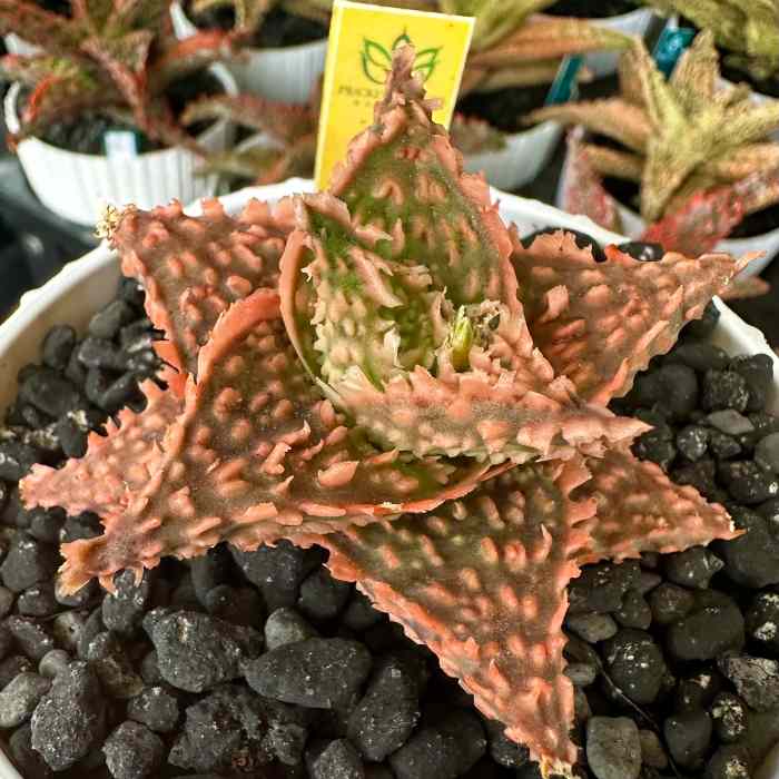 Aloe Hybrid Plant Care in the Tropics: An All-Inclusive Handbook - HubPages