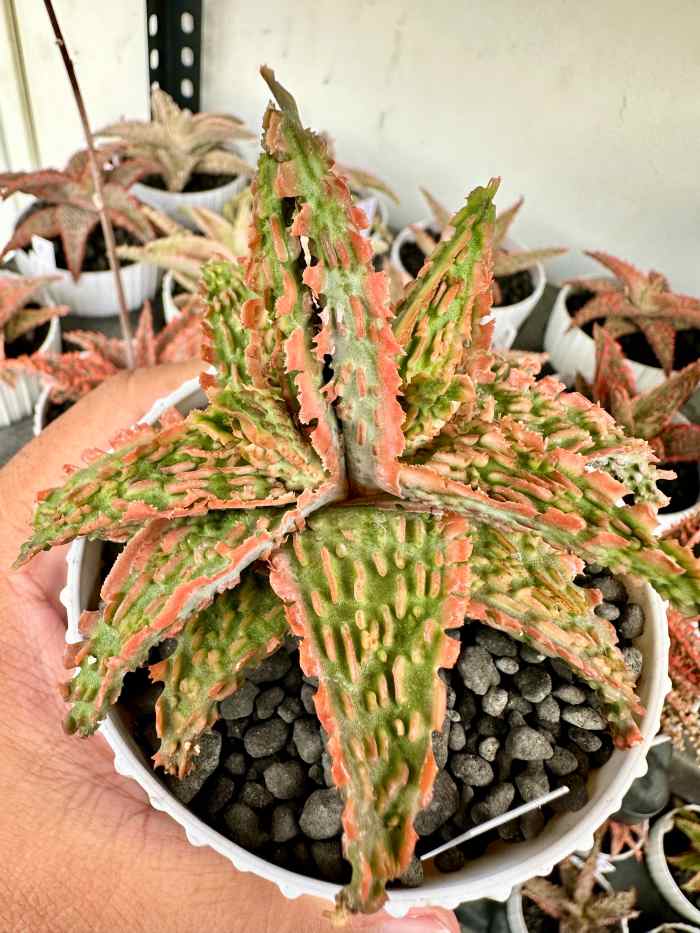 Aloe Hybrid Plant Care in the Tropics: An All-Inclusive Handbook - HubPages