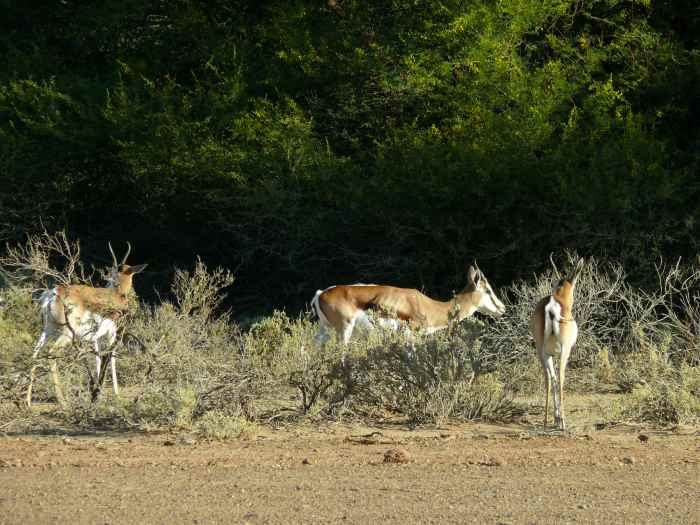 Hidden Gems In South Africa - Calitzdorp Revisited - HubPages