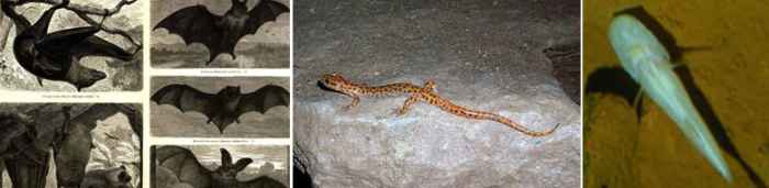 Learn About Caves and Cave Animals for Kids - HubPages