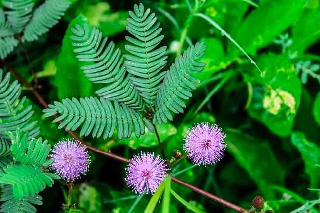"Sensitive Plant: The Plant that Moves and Inspires Wonder" - HubPages
