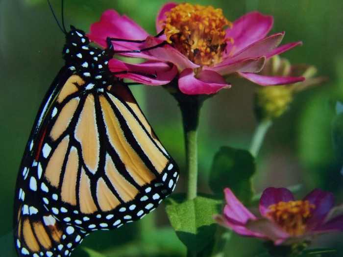 The Butterfly Cycle of Life in Photos - HubPages