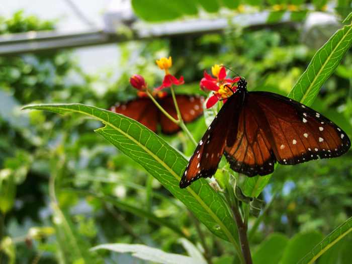 The Butterfly Cycle of Life in Photos - HubPages