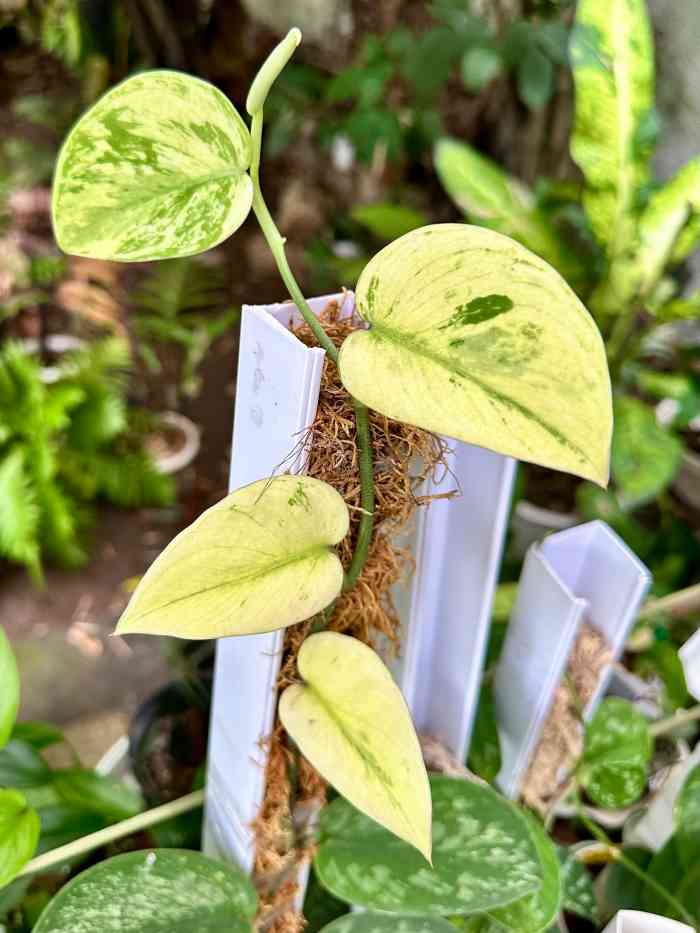 Your Guide to Scindapsus Plant Care: Get More Vibrant Foliage - HubPages