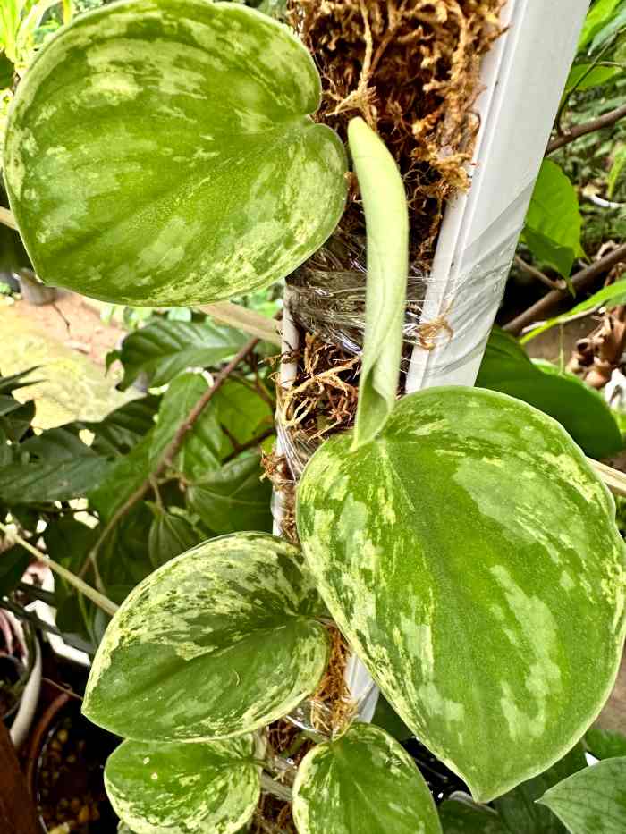 Your Guide to Scindapsus Plant Care: Get More Vibrant Foliage - HubPages