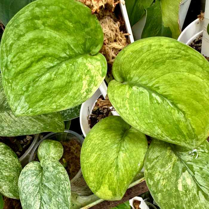 Your Guide to Scindapsus Plant Care: Get More Vibrant Foliage - HubPages