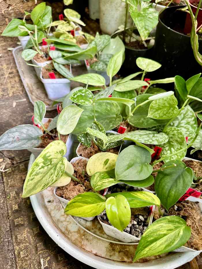Your Guide to Scindapsus Plant Care: Get More Vibrant Foliage - HubPages