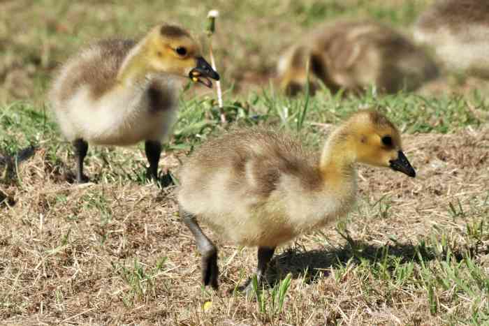 The Canada Goose: Facts and Information - HubPages