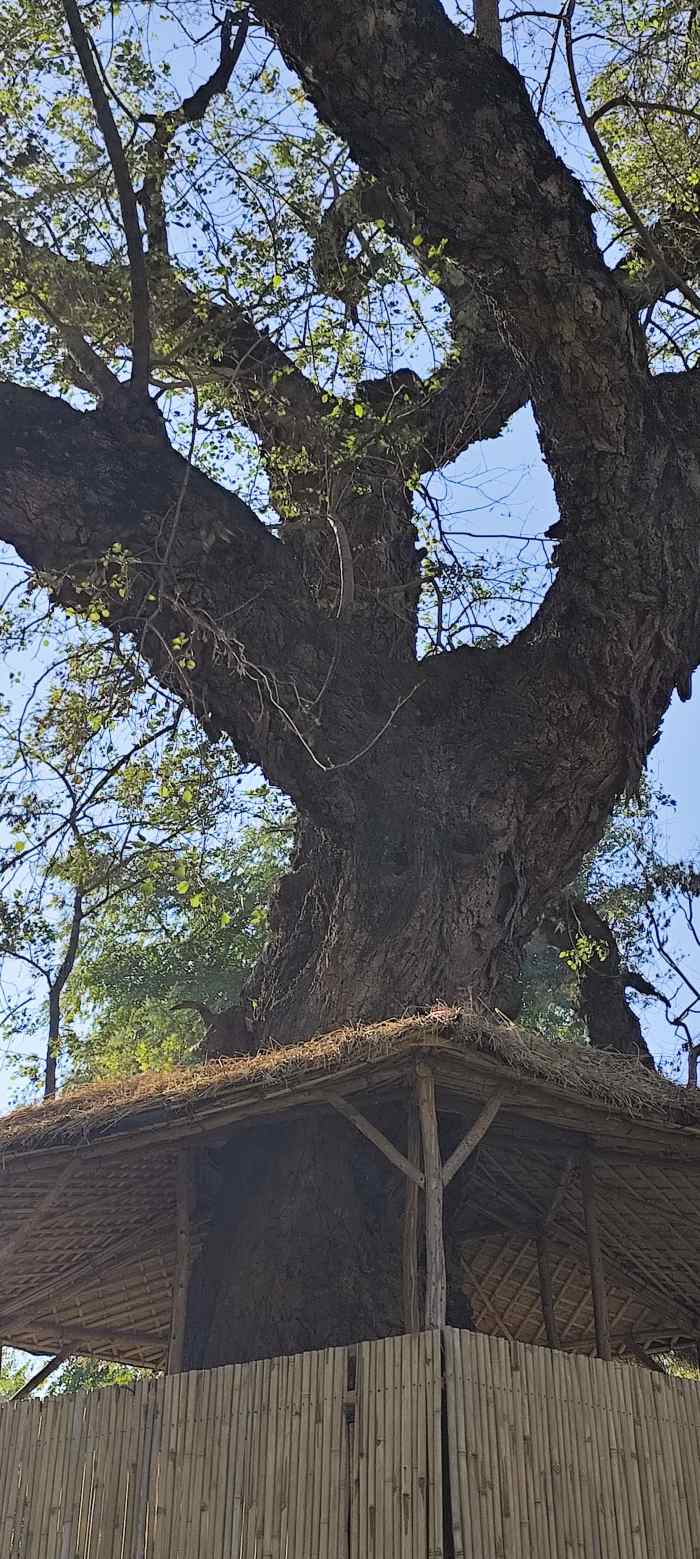 Amrit Udyan: The Iconic Garden at the Rashtrapati Bhavan, Delhi - HubPages