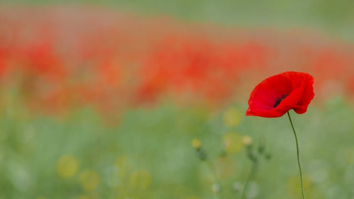 The Healing Properties of Poppy - HubPages
