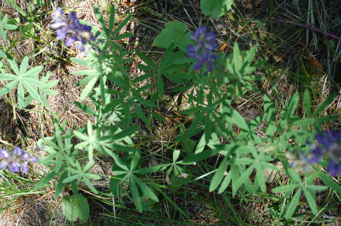A Hike to Trapper Lake in Grand Teton National Park - HubPages