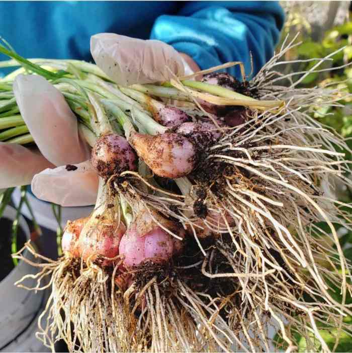 Root Crops Grown In The Philippines - HubPages