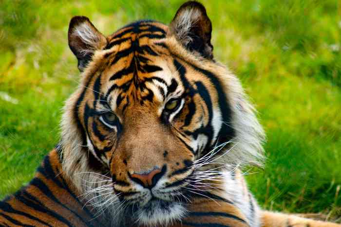 Never Question a Tiger - HubPages