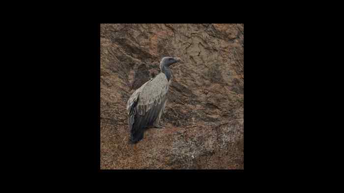 List of Critically Endangered Animals in India - HubPages