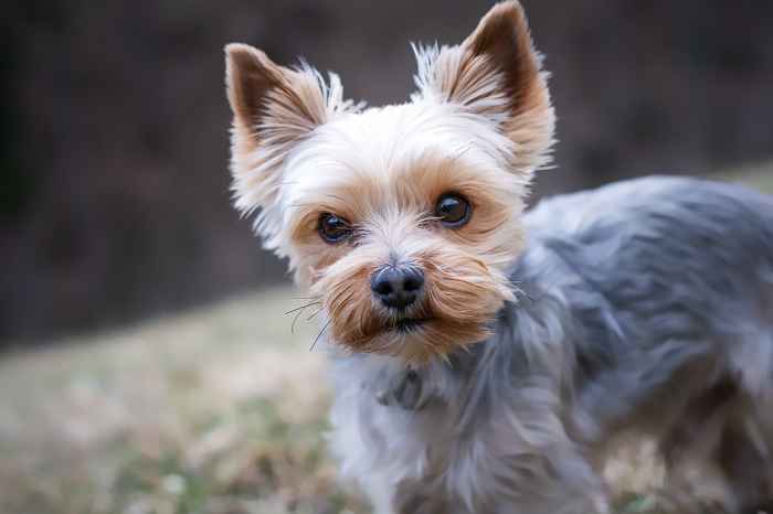 The Yorkshire Terrier Dog Breed Information: What You Need to Know - HubPages