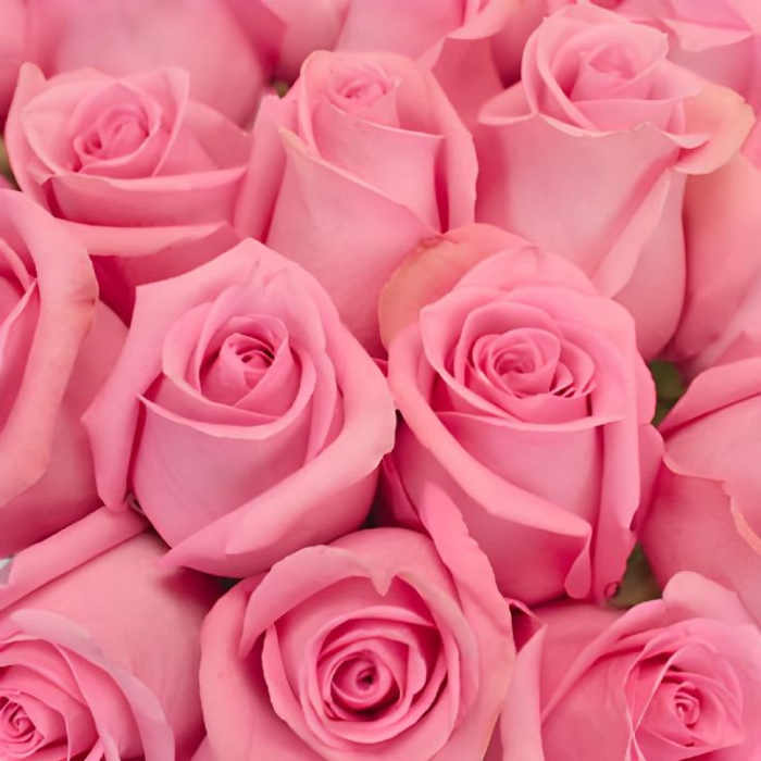 Different Colors of Roses and Their Meanings - HubPages