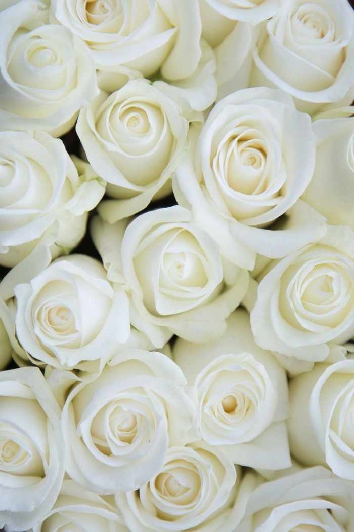 Different Colors of Roses and Their Meanings - HubPages