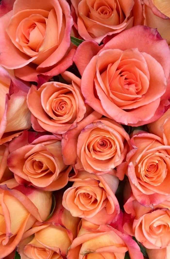 Different Colors of Roses and Their Meanings - HubPages