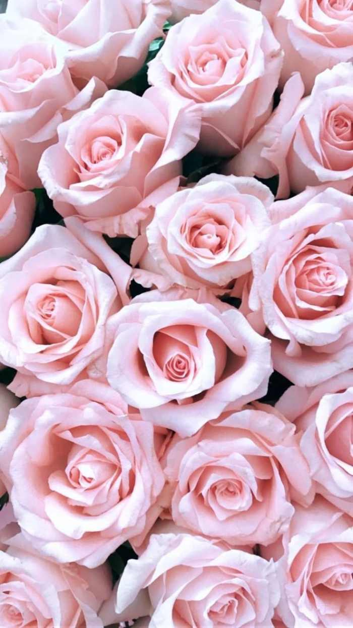 Different Colors of Roses and Their Meanings - HubPages