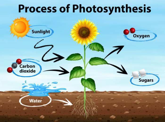 Photosynthesis: The Green Machine - HubPages